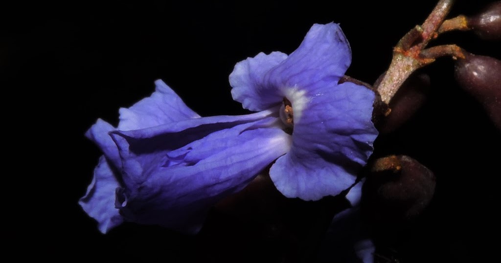 Fabaceae - Leguminosae no Brasil: Fabaceae - Bowdichia virgilioides ...