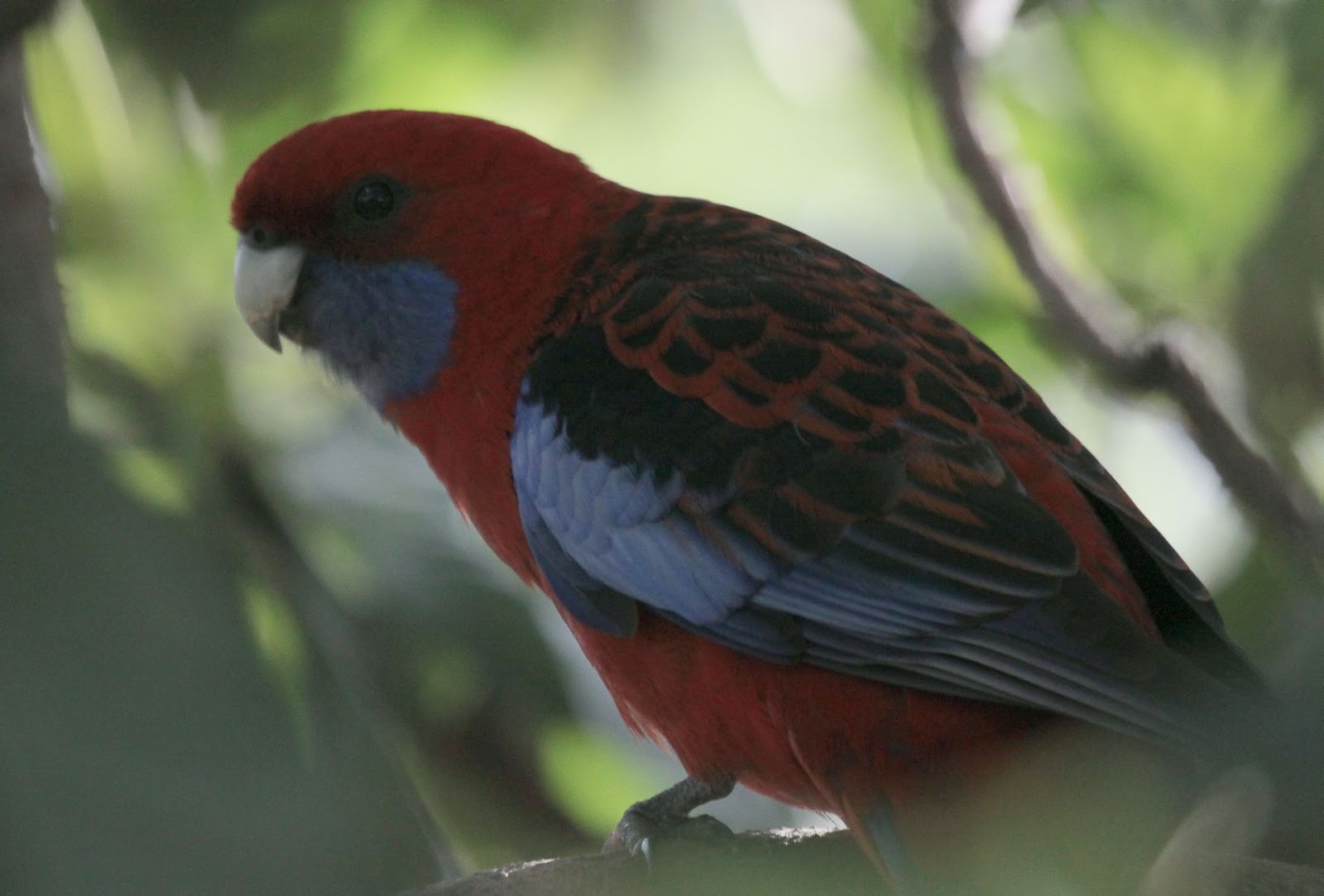 Richard Waring's Birds of Australia: just for a change, some Victorian ...