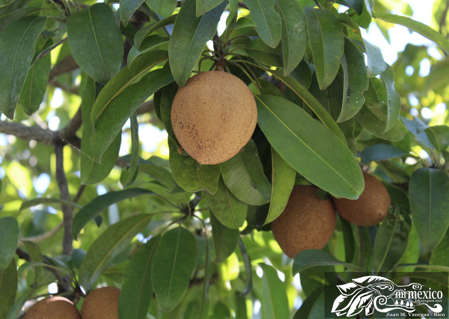 Folklore de México: Chicozapote