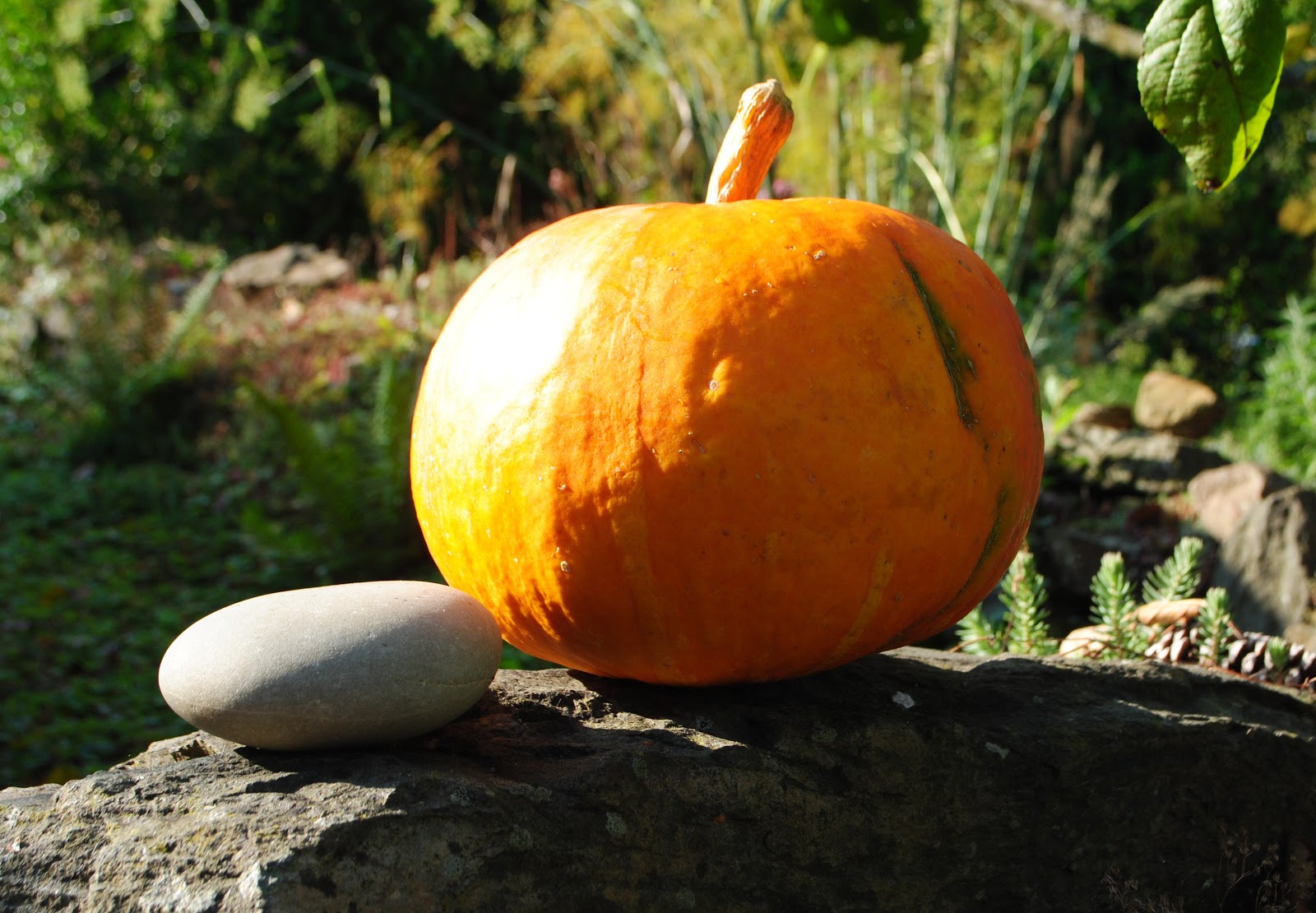 Kruidwis: BPH en pompoenpitten