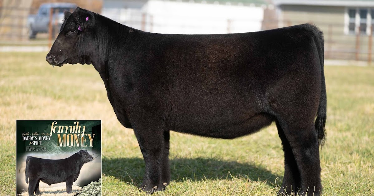 RCC Blog: BREMER SHOW CATTLE