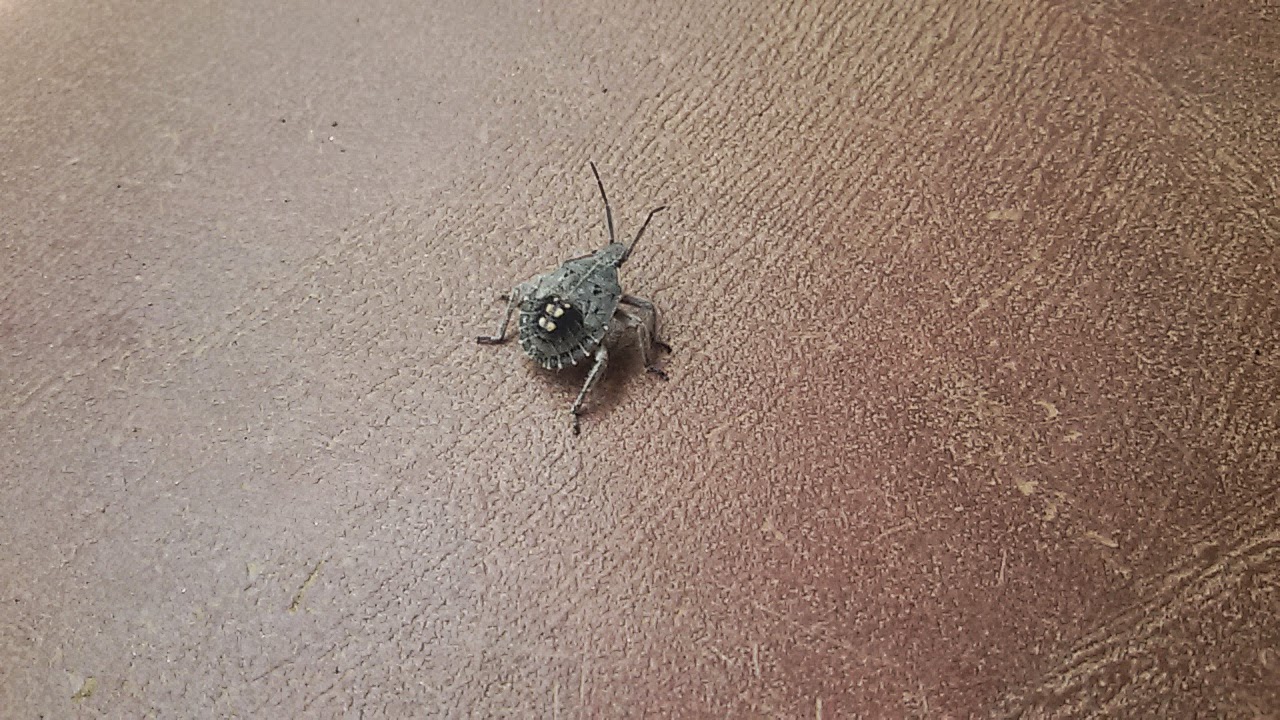 Rwanda : r/whatsthisbug