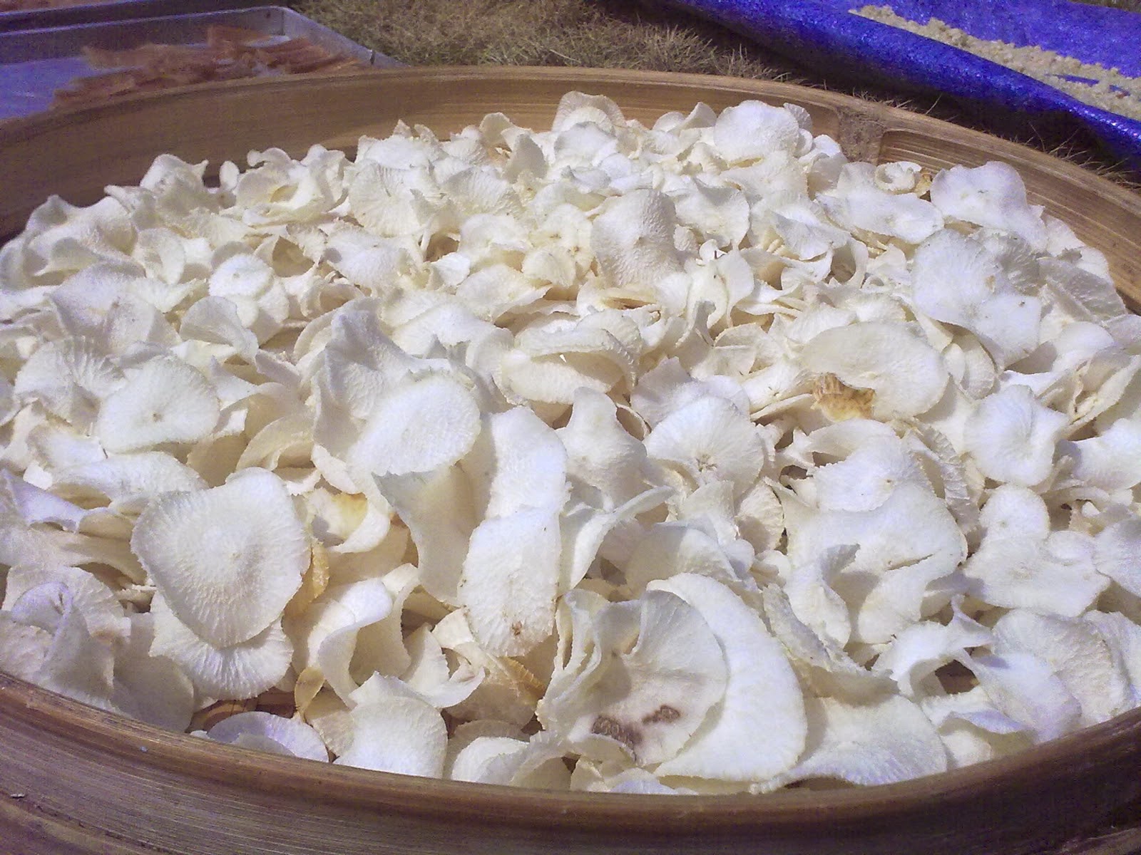 Aneka Makanan Dan Minuman khas Kediri: ubi Gadung Bulbs Benefits And Danger