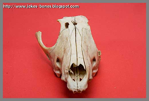 Three fox skulls : Jake's Bones