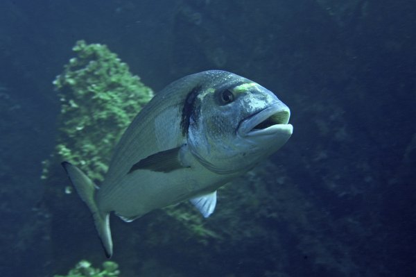 Nature and Knowledge: La daurade royale (Sparus aurata)