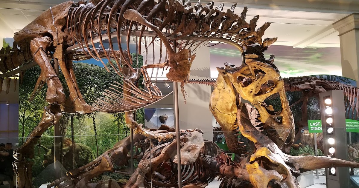 [Explore DC] NOW OPEN! David H. Koch Hall of Fossils -- Deep Time ...