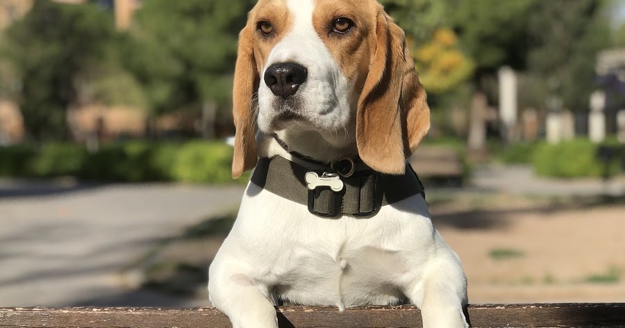 5 Fakta Anjing Beagle Jenis Hewan Kecil