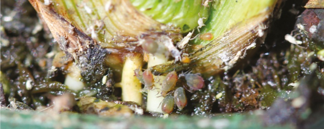 CEA Tech Tips: Root Aphid Misconceptions