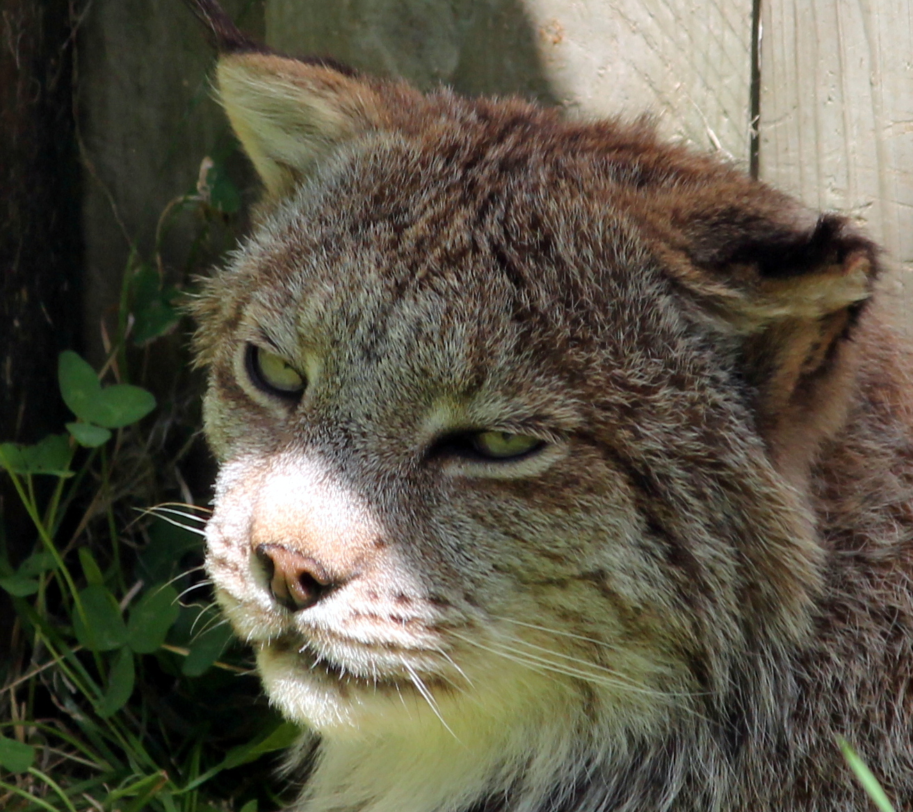 Saindonésie: Apprécier la faune du Québec