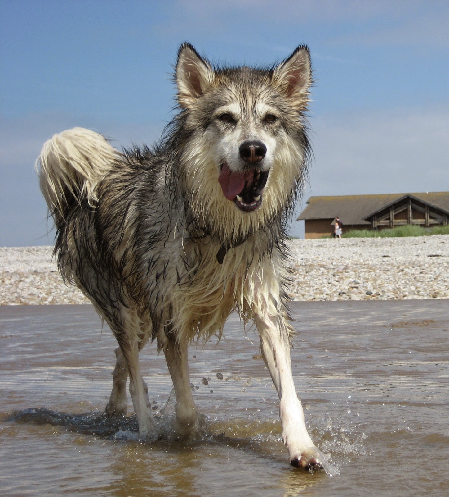 Utonagan - 'Spirit of the wolf': Kaya - Utonagan