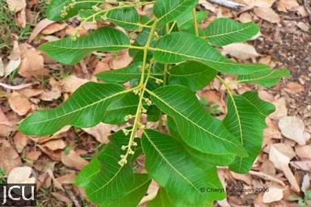 Morfologi Tumbuhan: BUNGA MAJEMUK