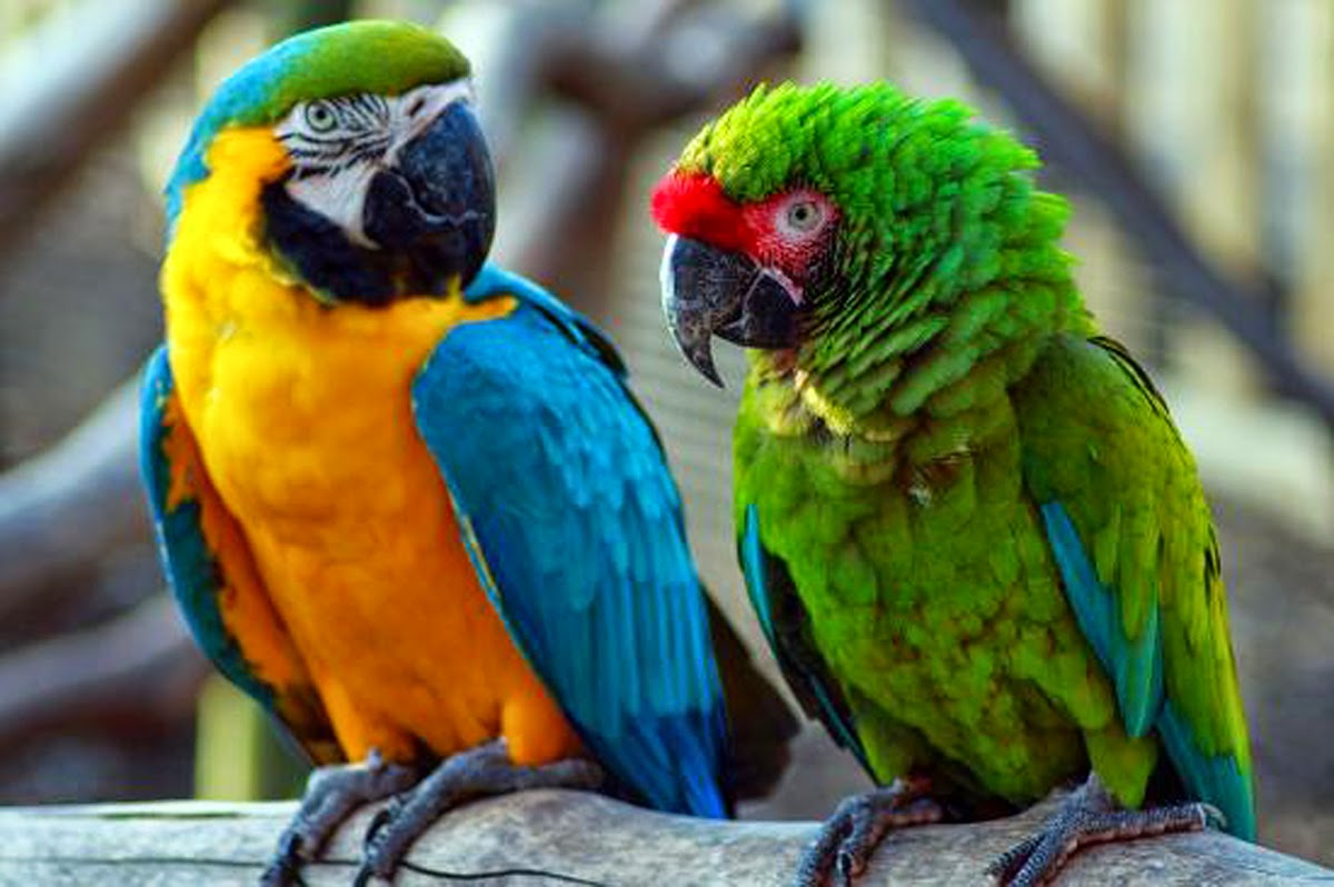 burung | macam macam jenis burung