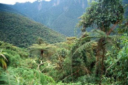 Biodiversidad en Bolivia: Los Bosques en Bolivia