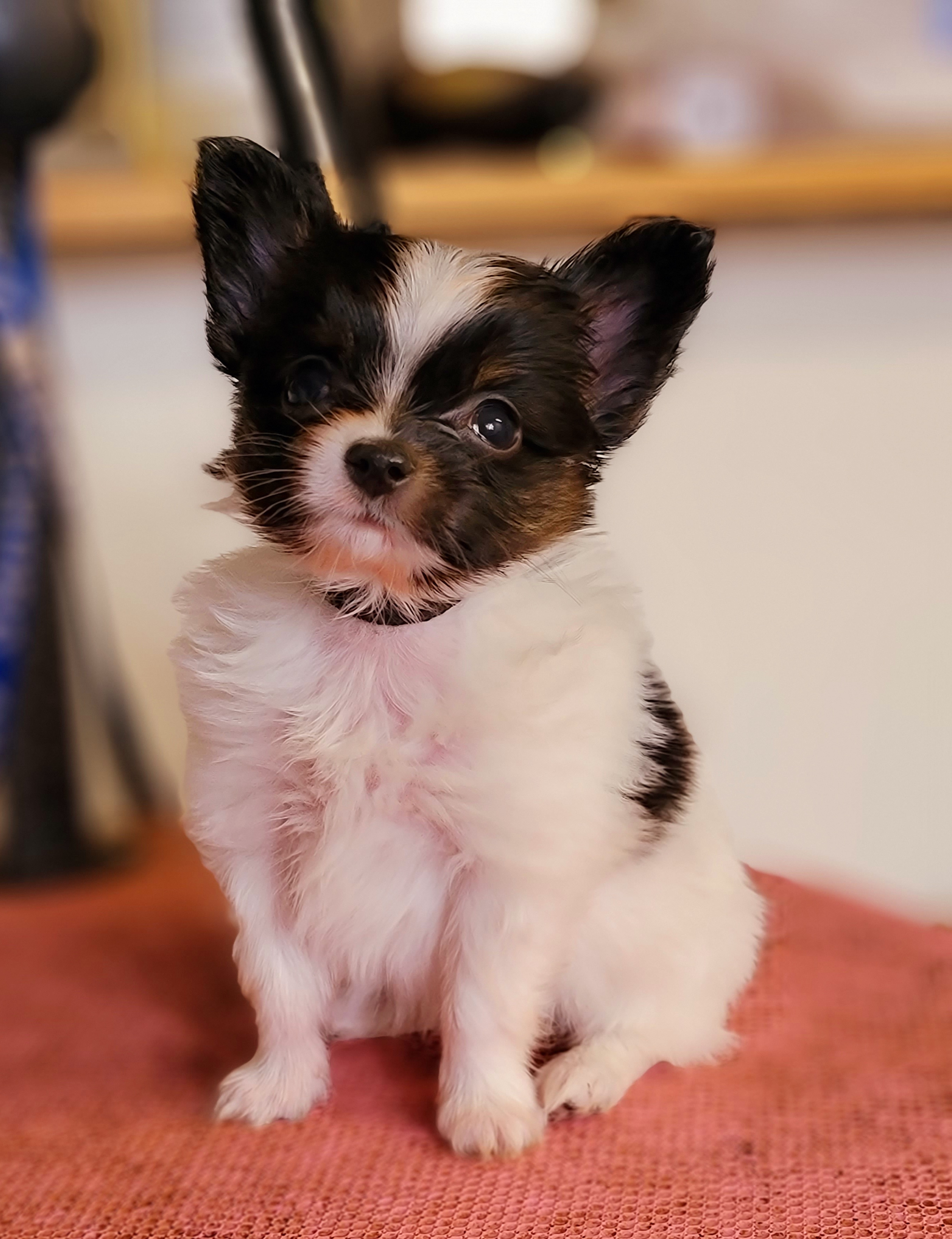 Road's End Papillons : Available XXTra small Papillon Girl