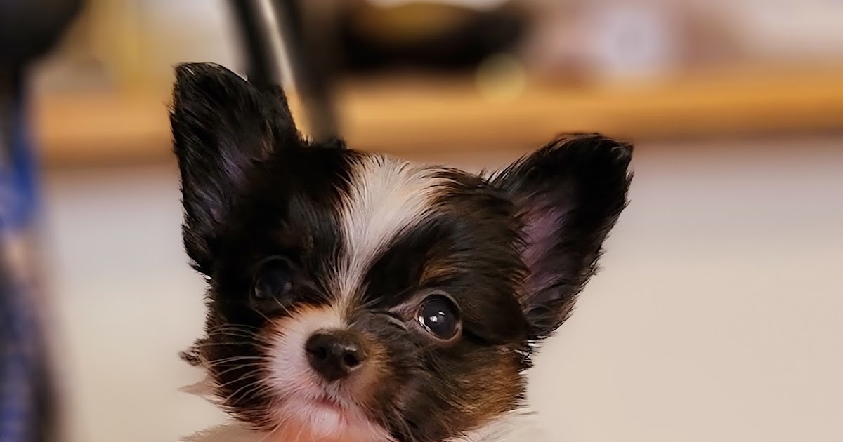 Road's End Papillons : Available XXTra small Papillon Girl