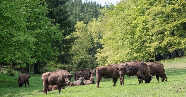 White Wolf : Wild bison to roam Britain for first time in thousands of ...
