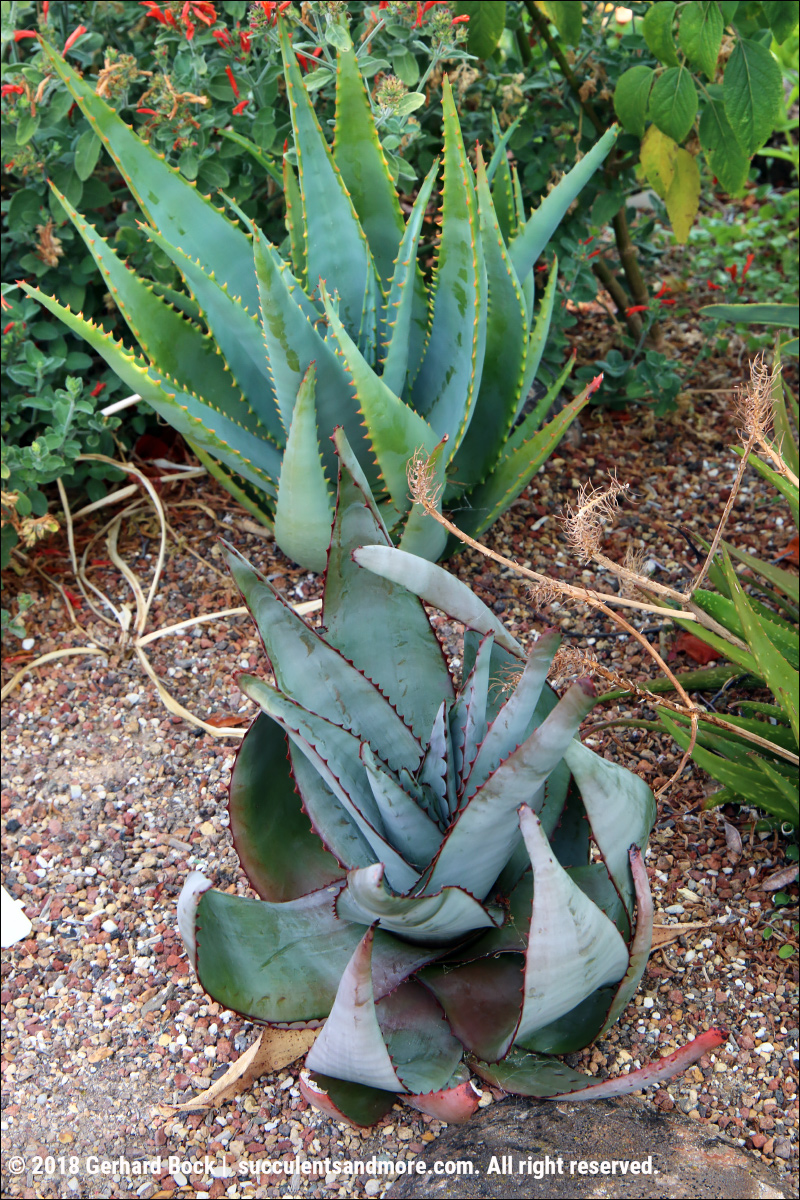 Around the world on 6,000 sq.ft.: Brian's miniature botanical garden