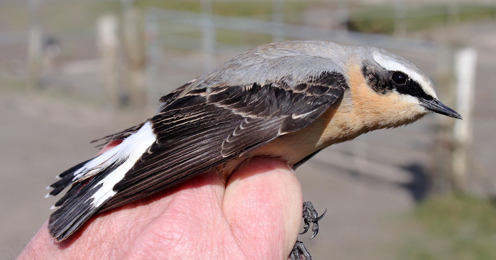 Another Bird Blog: Greenland Wheatear
