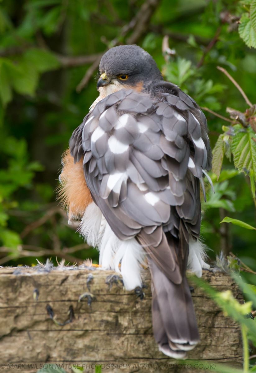 MONTGOMERYSHIRE BIRDS: Sedge & sick Sprawk