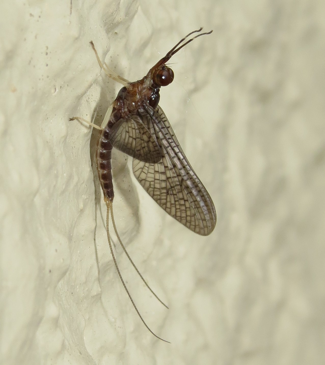 Bug Eric: The Mayfly Analogy