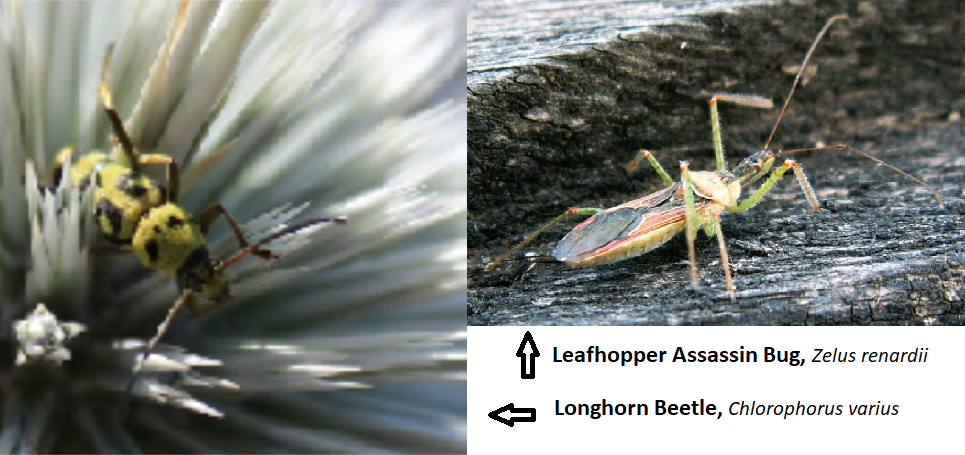 Steve's Nature Blog: First Among Equals