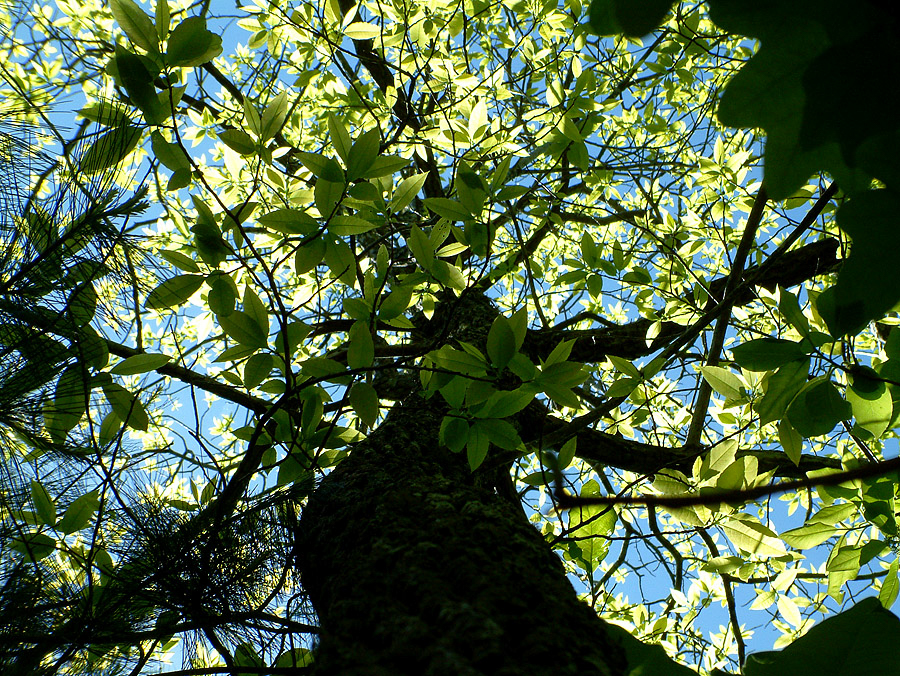 A Year With the Trees: Sourwood - Oxydendrun arboreum