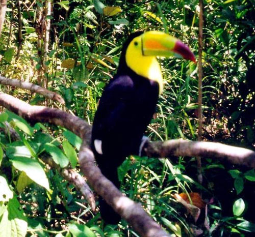 Toucan - Wild Life Planet