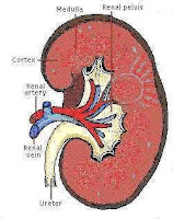 Curatarea completa a corpului: Curatarea rinichilor (I)