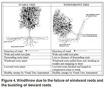 Openplants: Can tree management reduce trees overturning during storm ...