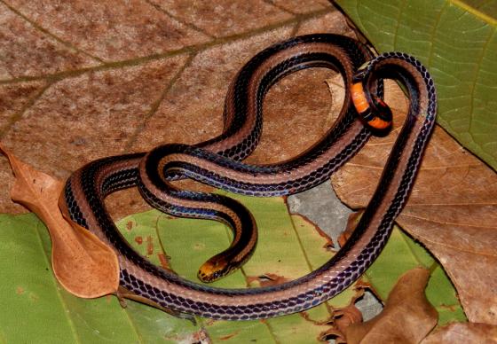 EKOGEO: JENIS-JENIS ULAR BERBISA SUKU ELAPIDAE DI INDONESIA