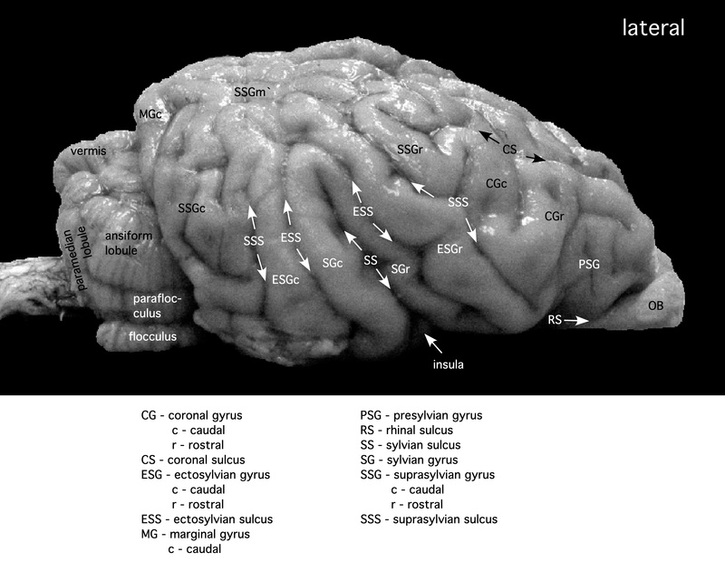 Beyond Easy: Smarter than the average bear?