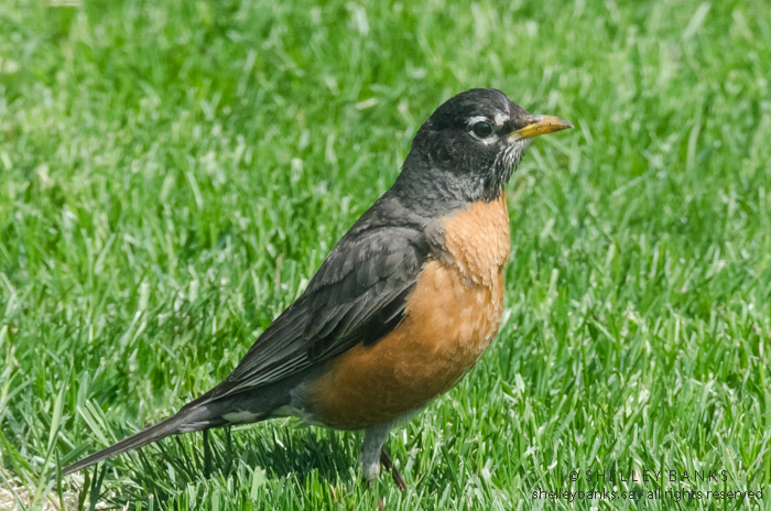 Prairie Nature: American Robin: May Backyard Bird, Regina, SK