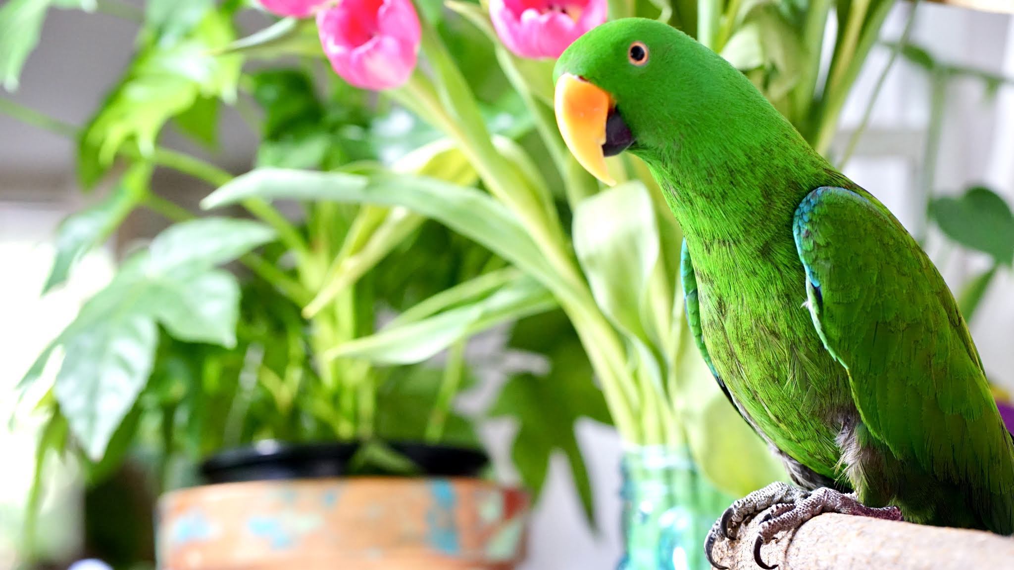 What your parrot is trying to tell you [ Body Language] — Prego ...