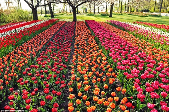 twenty2december™ : Mari cuci mata ~ Musim Bunga tercantik di Belanda.