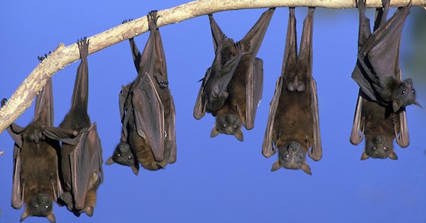 Informasi Menarik Tentang Kelelawar, Mamalia yang Bisa Terbang ...