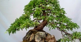 Cara Membuat Bonsai Asem Jawa | -Petani TOP-