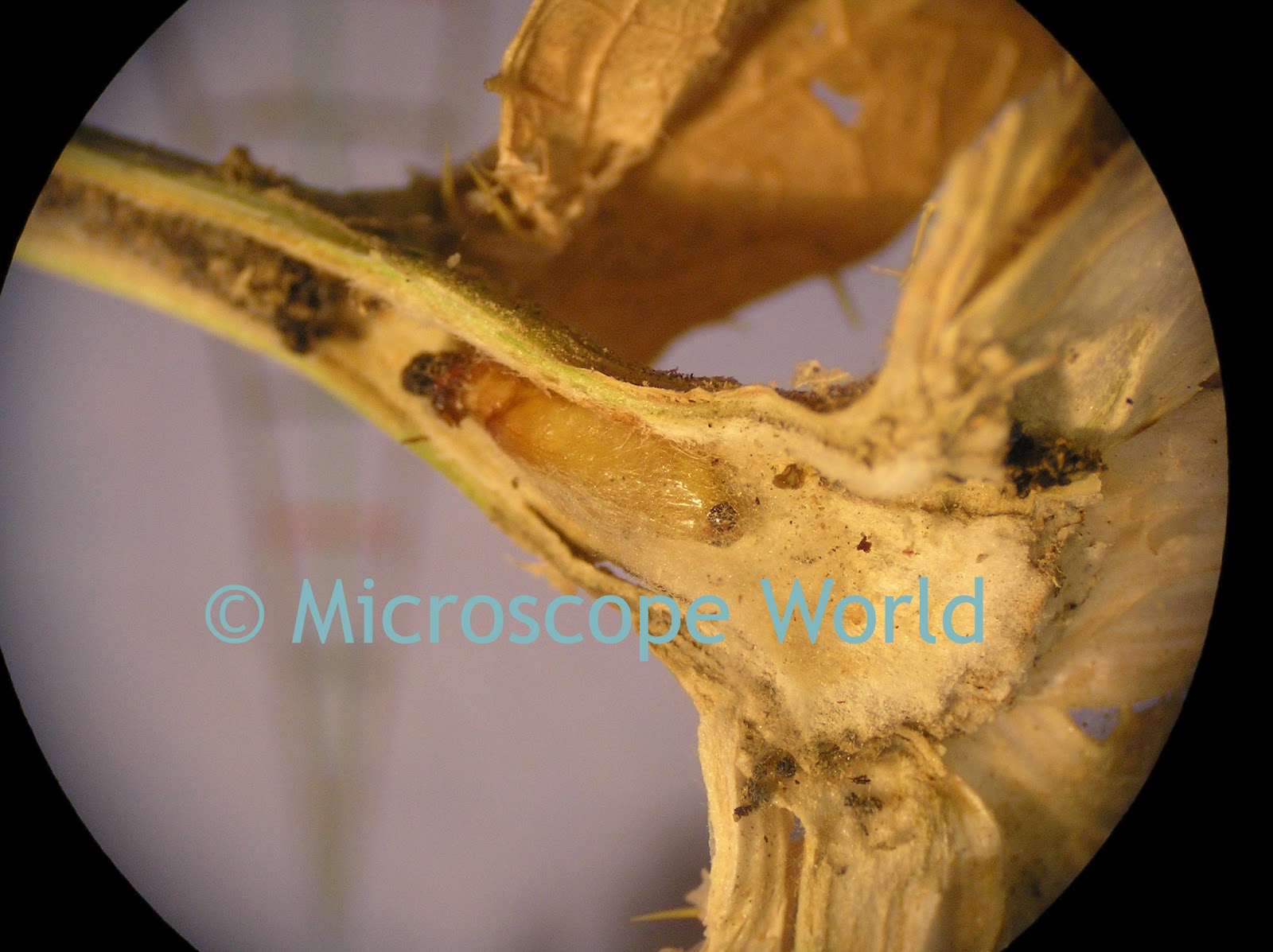 Microscope World Blog: Sunflower Moth Pupa under Microscope