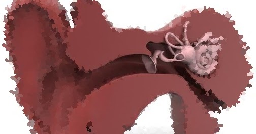 Functions of The Eardrum