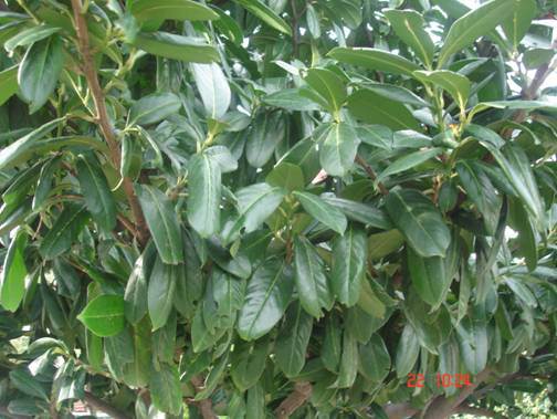 CANCER and Karayemiş tree: Kanser ve Karayemiş ağacı - VİTRİN