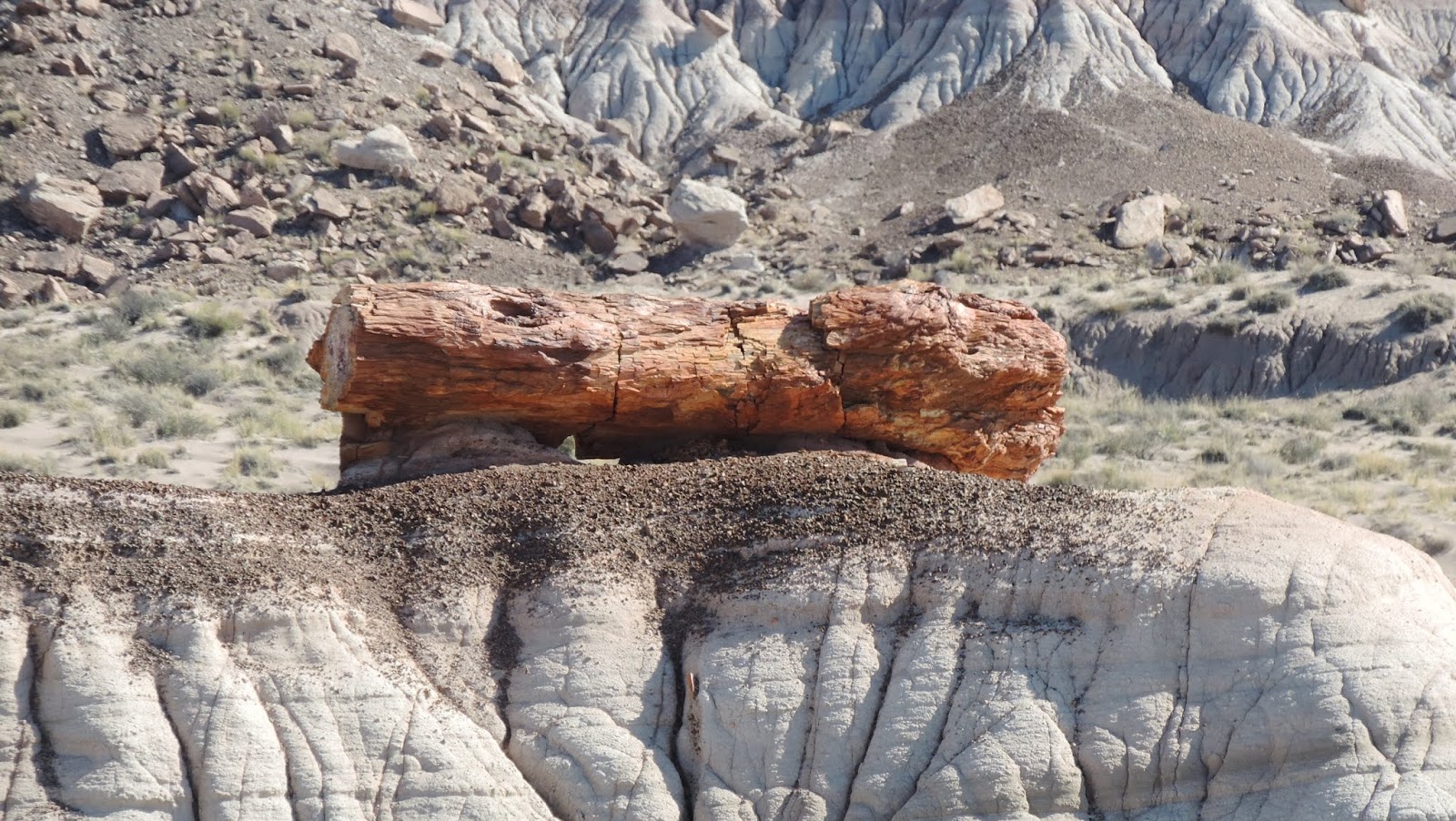 Travel with Kevin and Ruth: How does wood turn into rock?? And Sherman ...