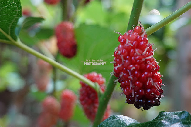 Mulberi Kampung - Amie's Little Kitchen