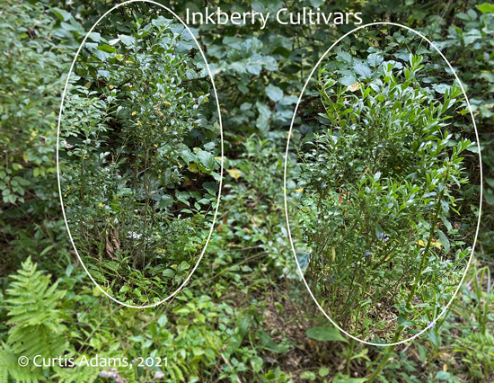 Native Plants with Adams Garden: Nativars?