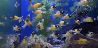Artist Peter Suk Sin Chan 畫家 陳叔善: Cute Panda Platy Fish - Video by ...