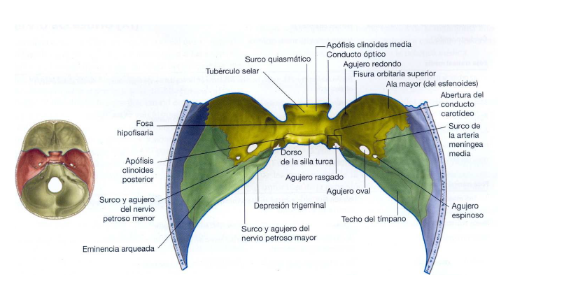 Fosas craneanas: Orificios de la fosa media del cráneo