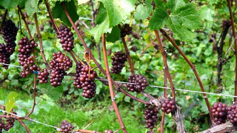 Oregon Wine and ART Project: A Visit With Nature