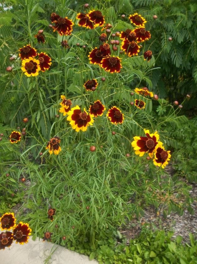 Future Plants by Randy Stewart: Coreopsis