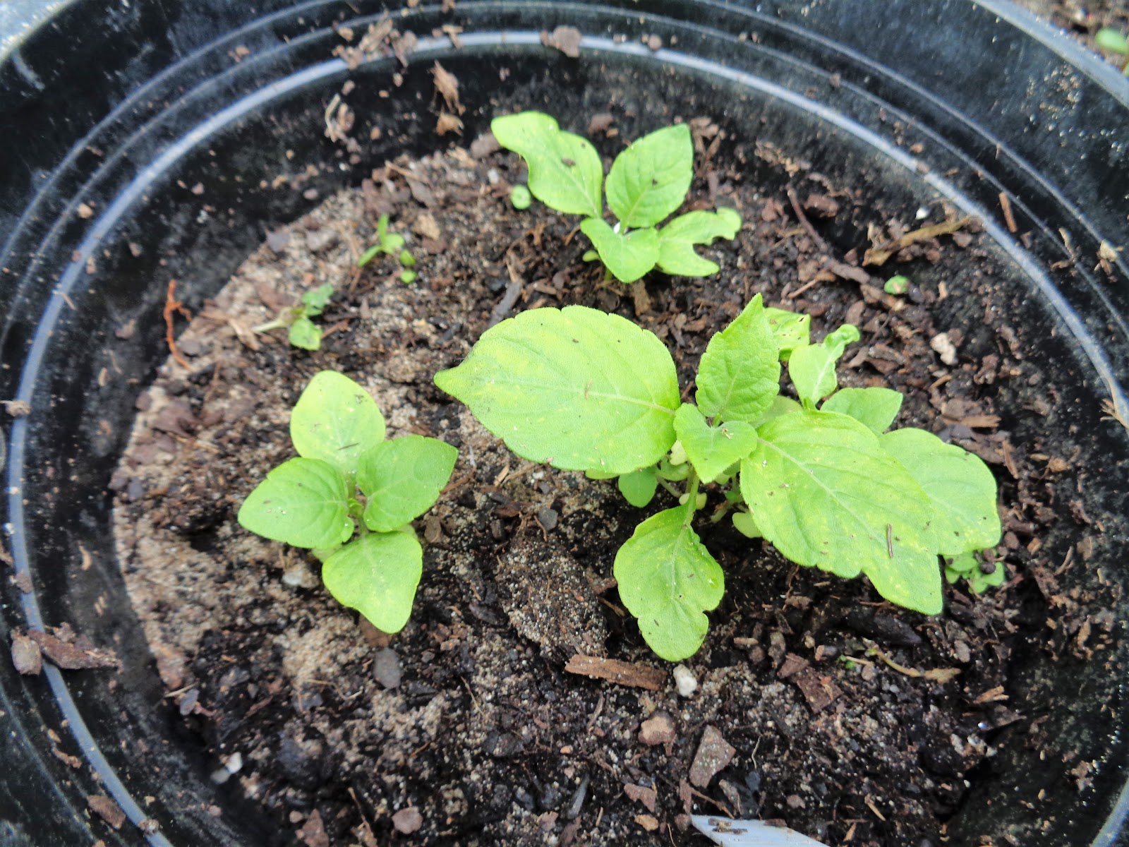 Língua Portuguesa: perguntas e respostas!: São Tomé na minha horta 2 ...