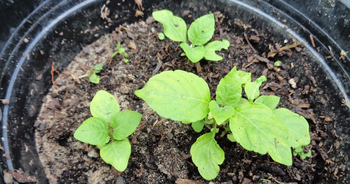 Língua Portuguesa: perguntas e respostas!: São Tomé na minha horta 2 ...