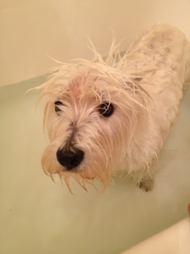 The White Dog Blog: Who is Rod Stewart?