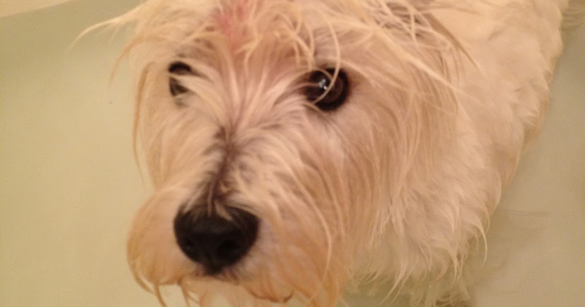 The White Dog Blog: Who is Rod Stewart?